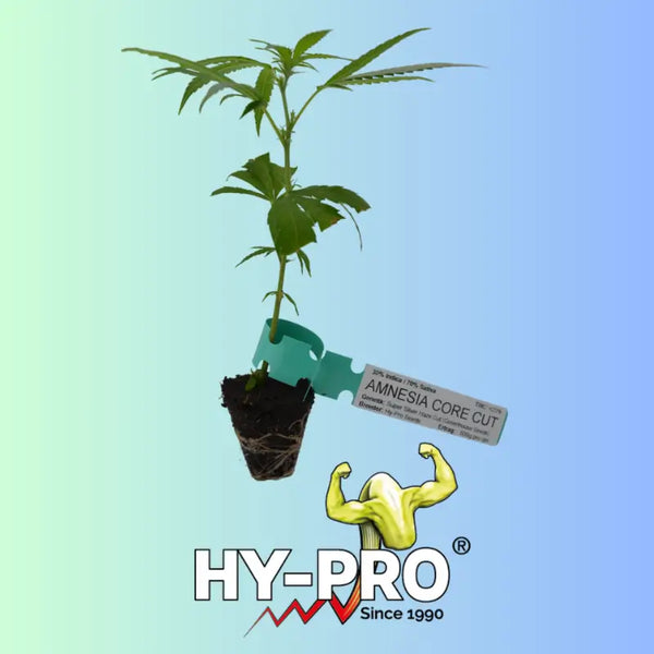 Amnesia Core Cut Feminisierte Stecklinge Hy-Pro Seeds