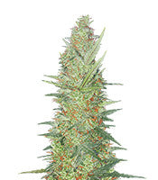 Cherry Bomb Auto (Bomb Seeds)