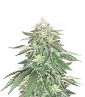 Wedding Cake (Cali Buds Seeds)